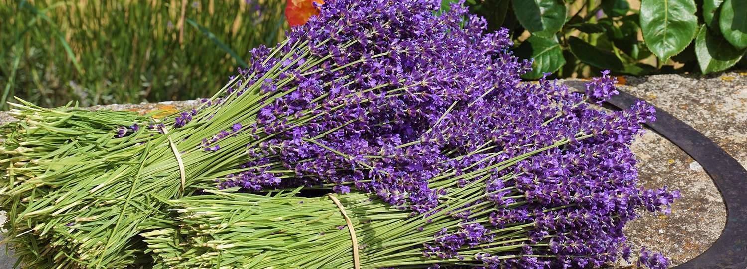 Découvrez Les Lavandes de Champelle, la boutique en ligne de Sault